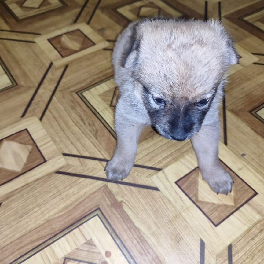 Метис овчарка с ковказкой