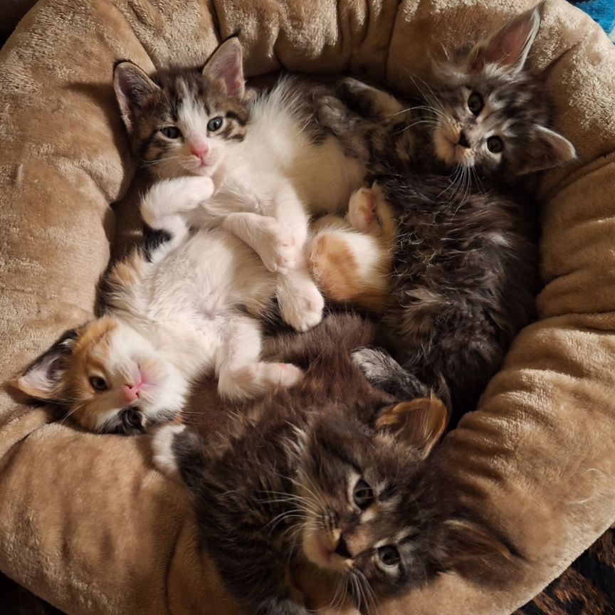 Новогодние шилопопики- кунята ждут вас