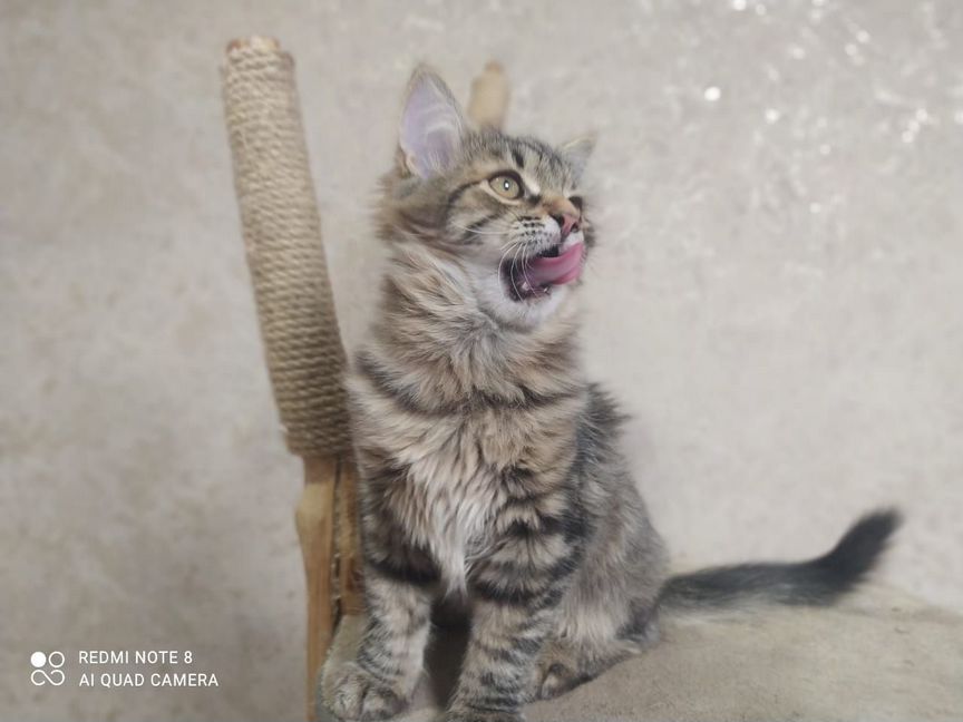 Котёнок девочка Софи 4мес в добрые ручки