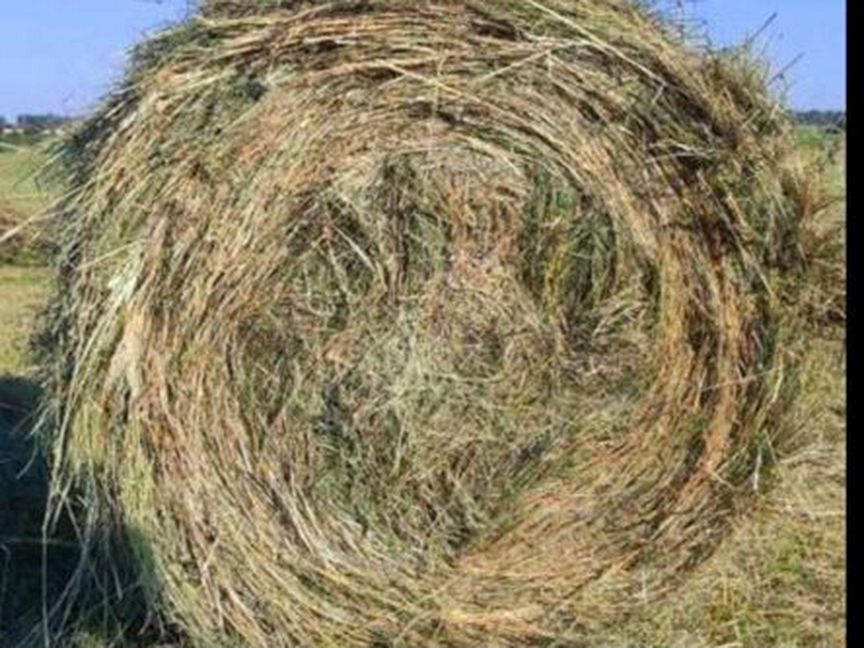 Сено в рулонах