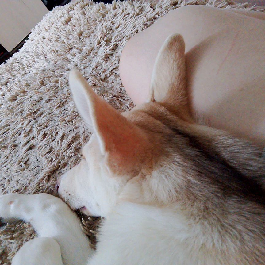 Продам собаку