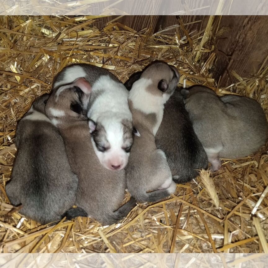 Щенки лайки зсл