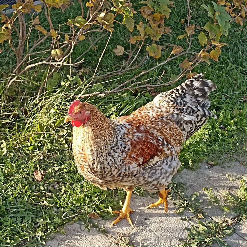 Петух Билефельдер