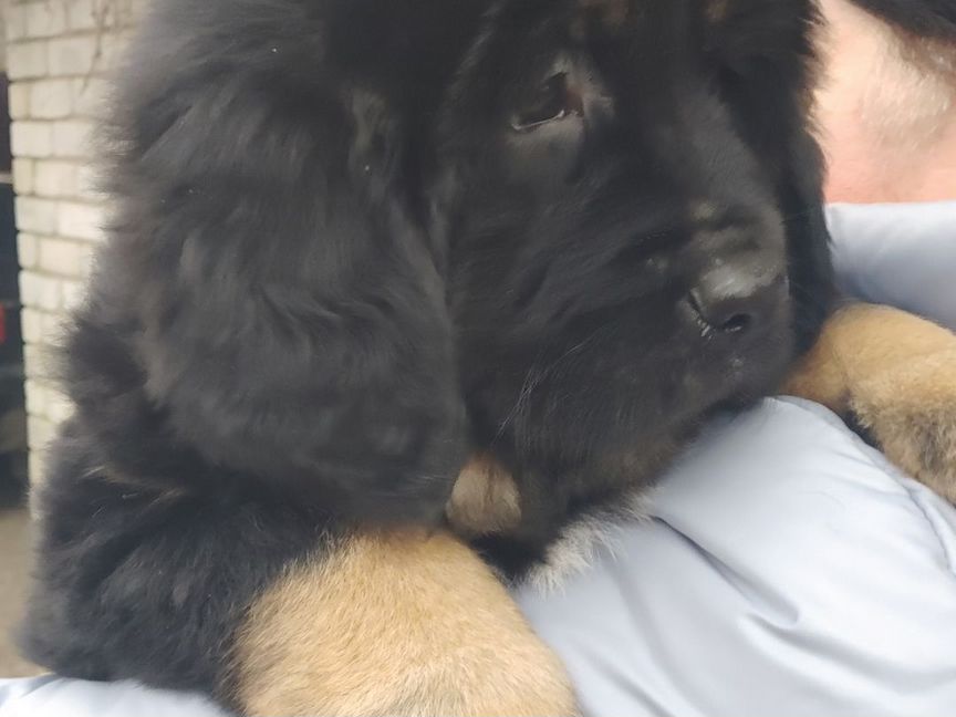 Тибетский мастиф щенки