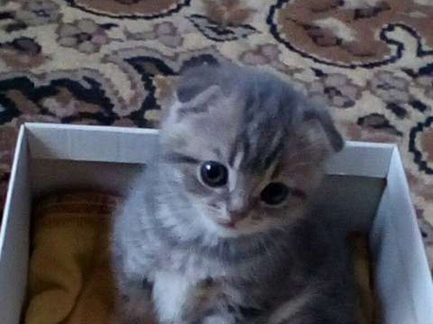 Котята