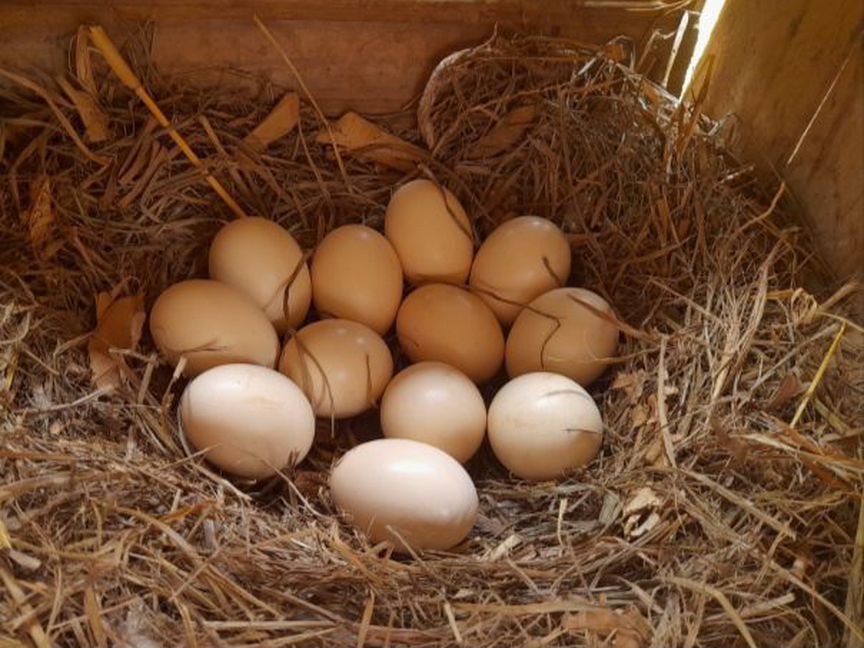 Инкубационное яйцо