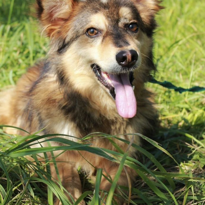 Собака в добрые руки (отдам бесплатно)