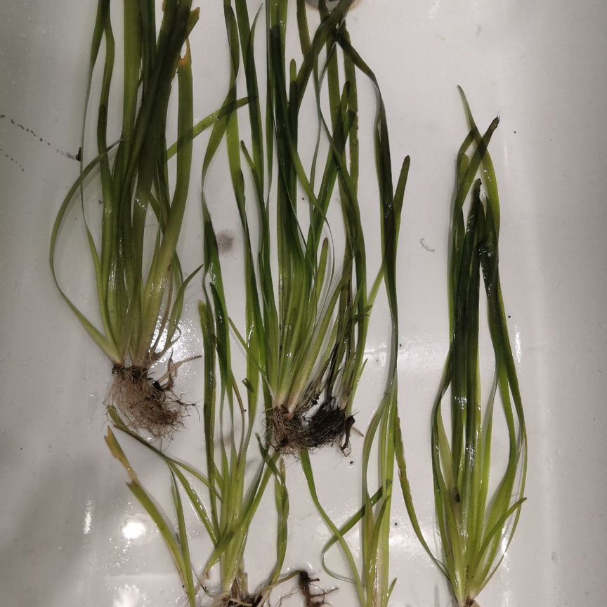 Аквариумное растение