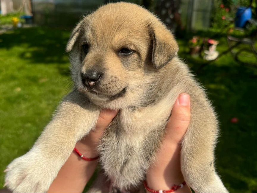 Щенок в добрые руки бесплатно