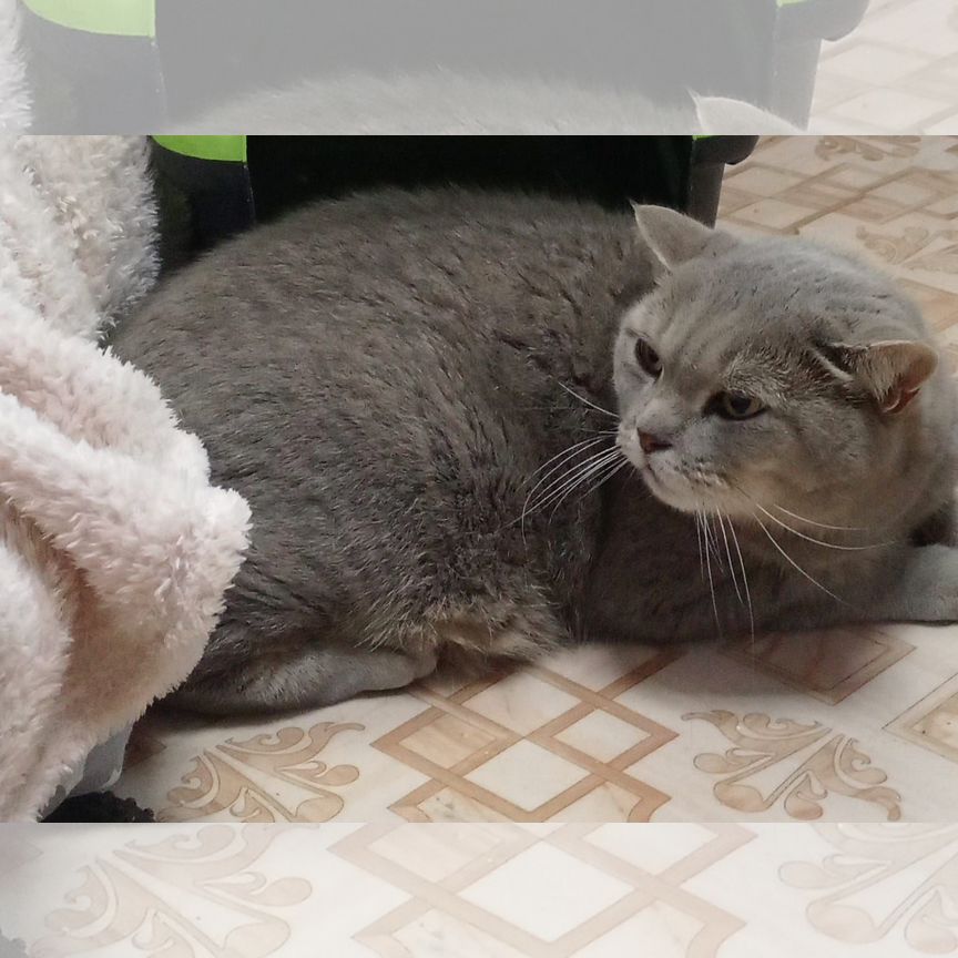 Шикарный котик кастрирован мягкие лапки