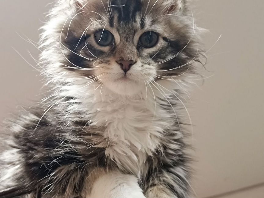 Продаю котят мейн кунов