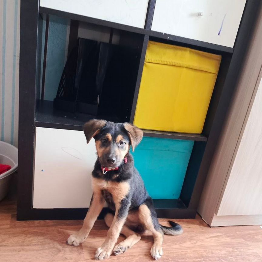 Щенок в добрые руки