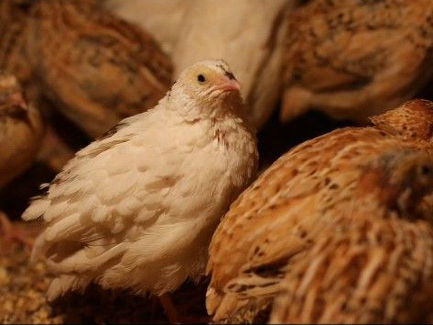 Перепела и Бройлера