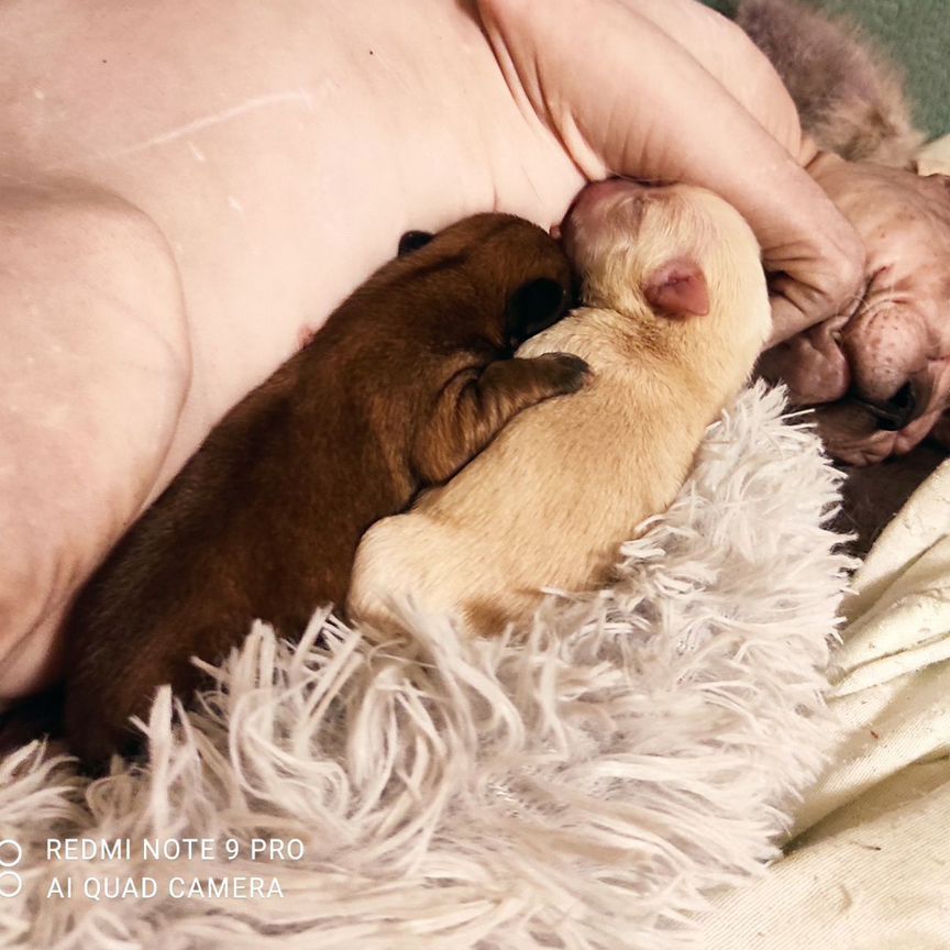 Чихуахуа, щенок