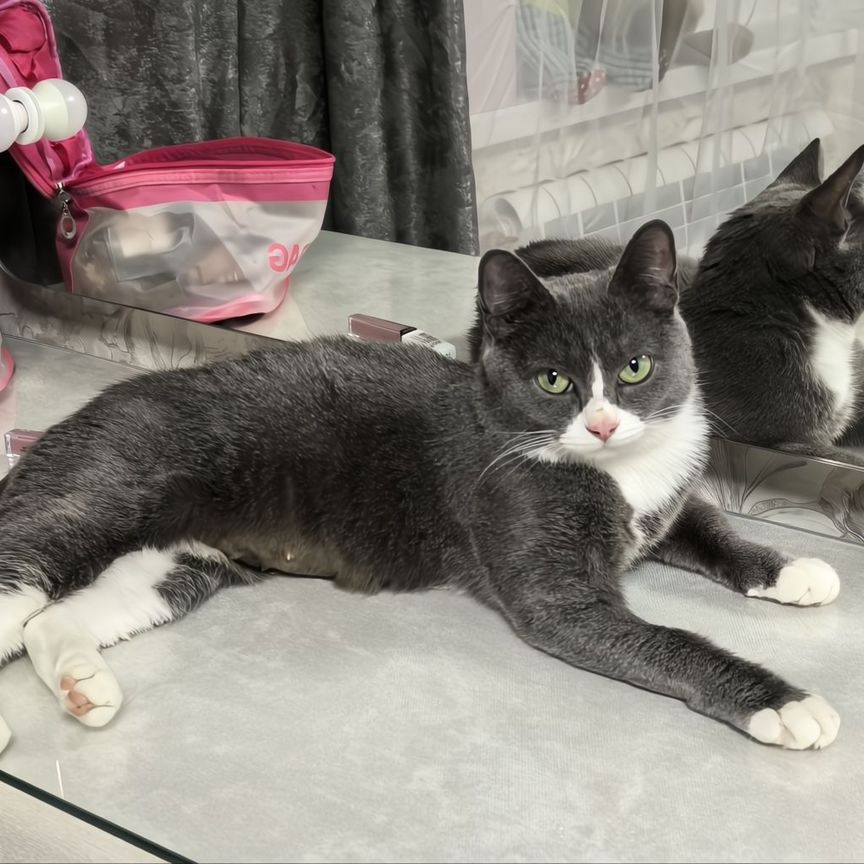 Взрослая, Девочка кошка в добрые руки