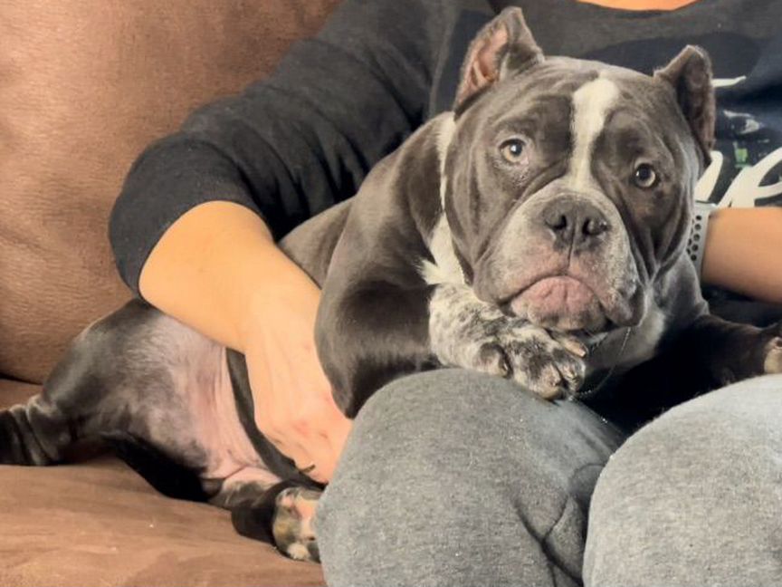 Американский булли - девочка микро