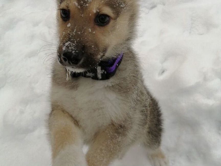 Щенок-девочка в добрые руки