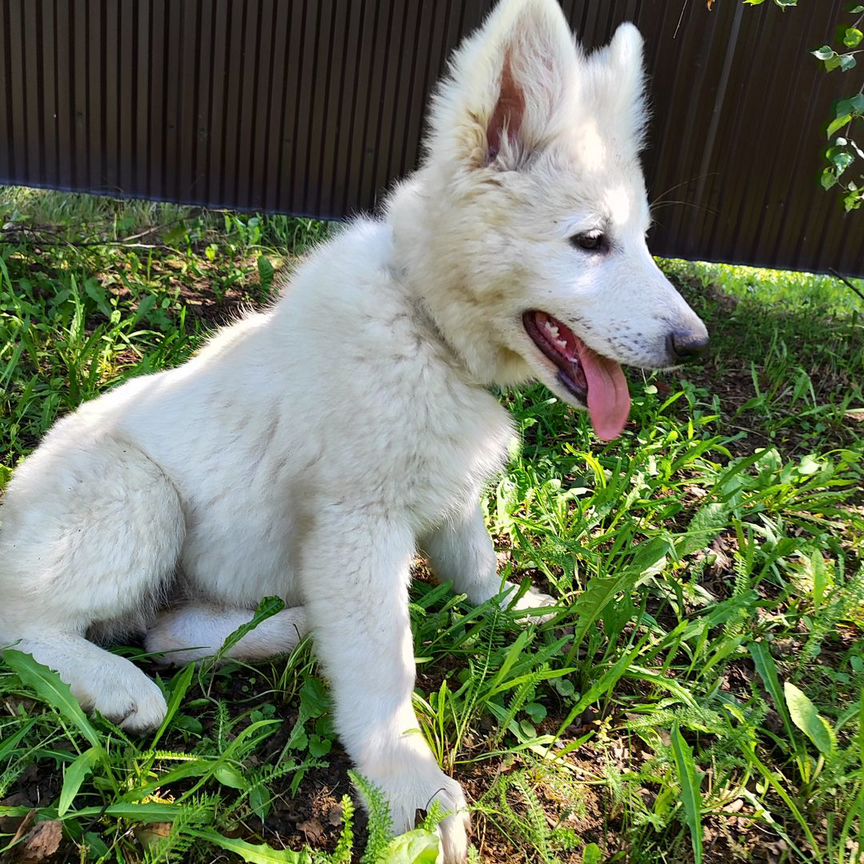 Продам щенка бшо