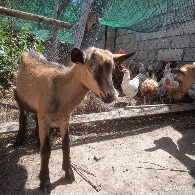 Козлик альпийский