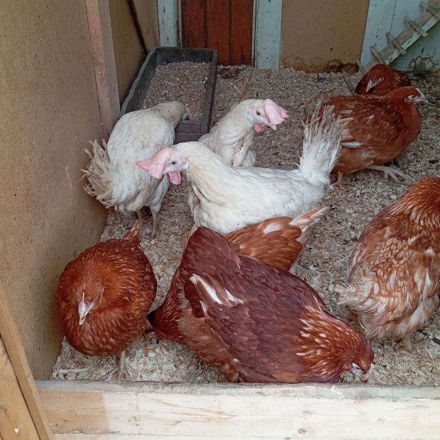 Куры несушки