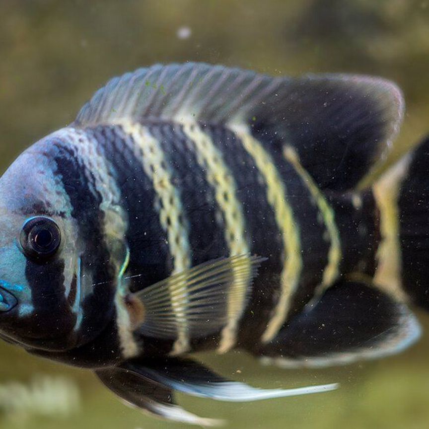 Лабео черный, зебровая тилапия