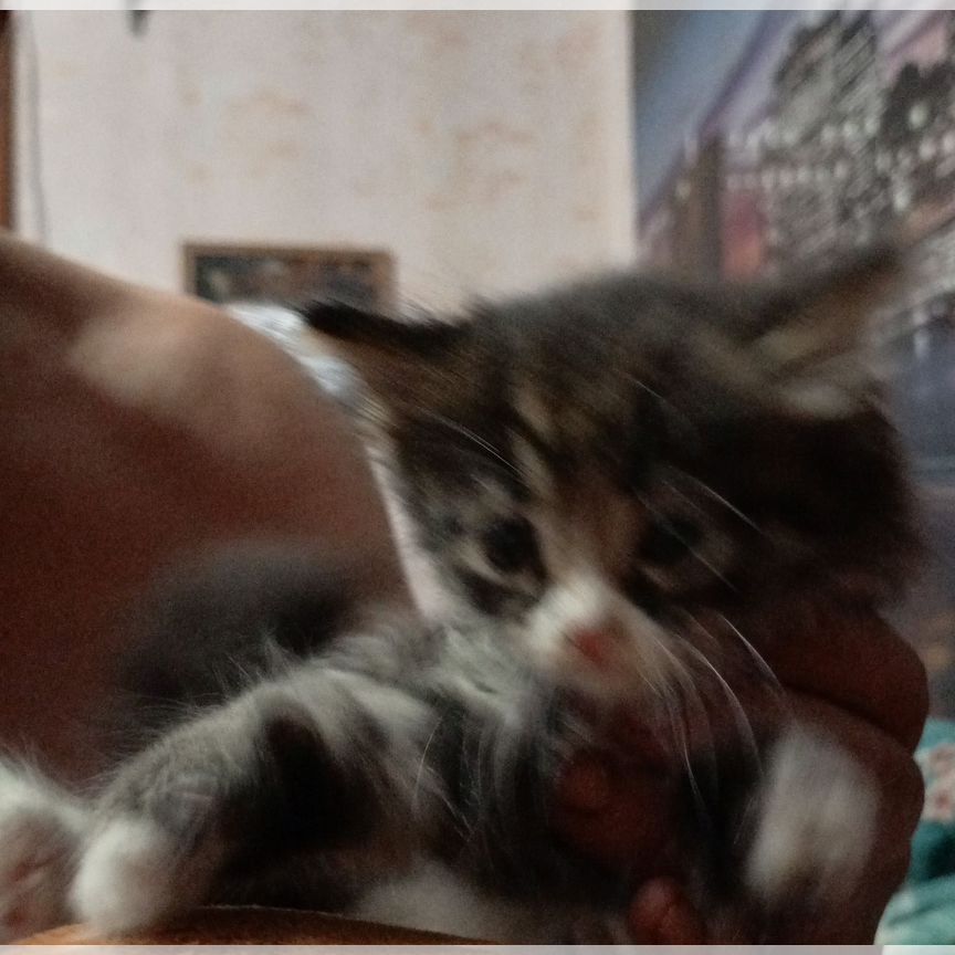 Котята