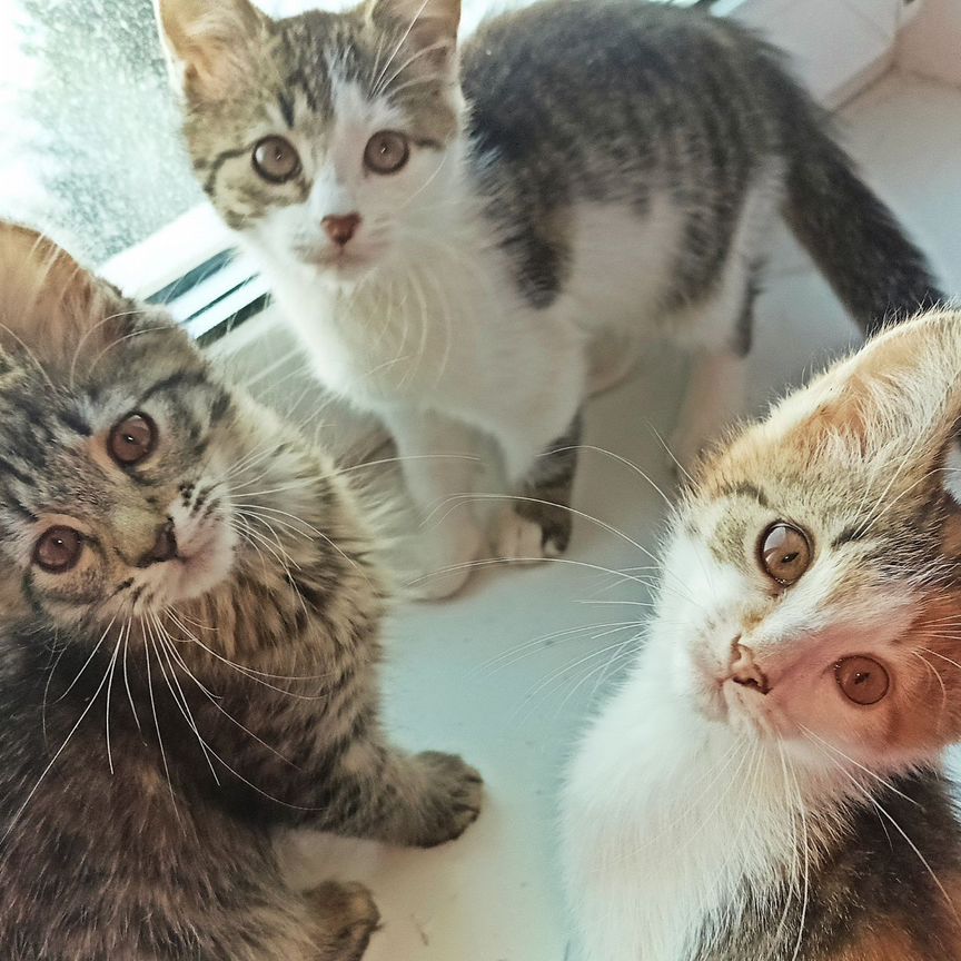 Крутыши котята