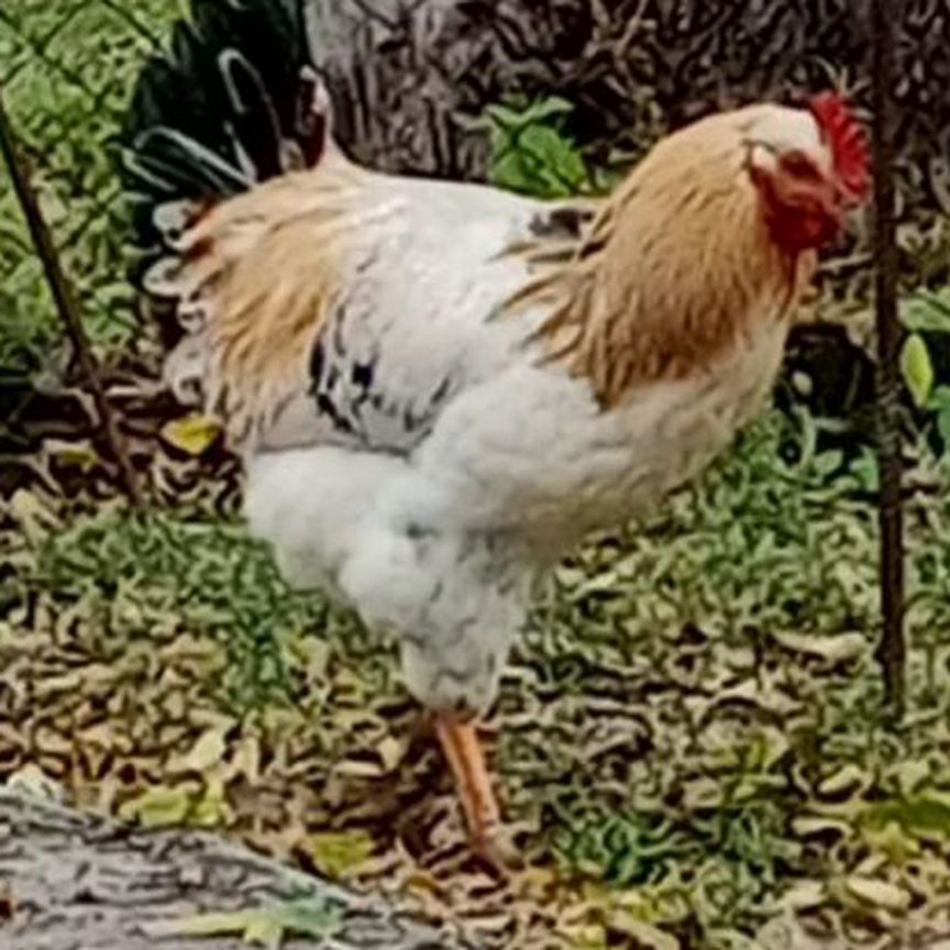 Петухи молодые