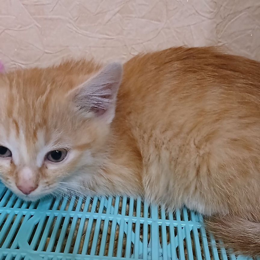 Котенок Персик