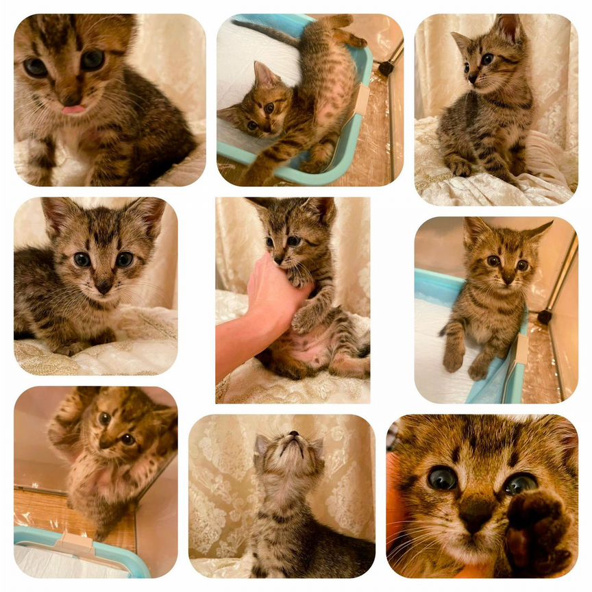 Котенок девочка в добрые руки