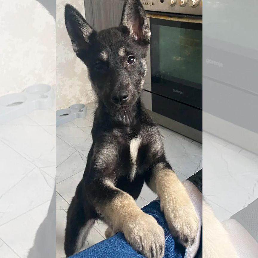 Щенок в добрые руки