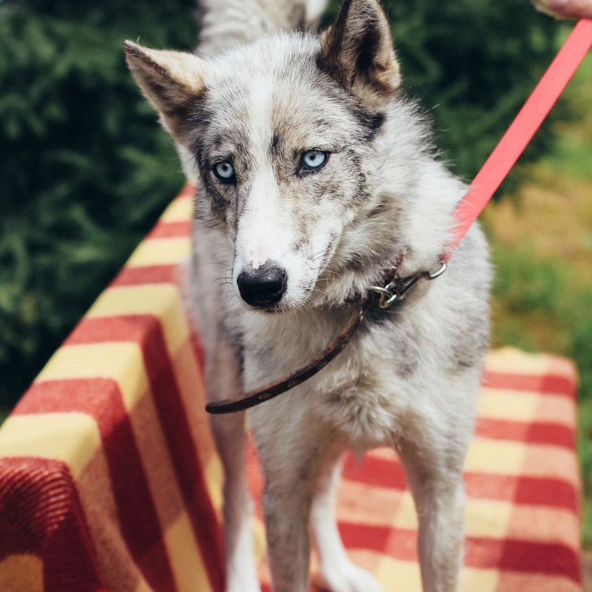 Мраморная хаски из приюта