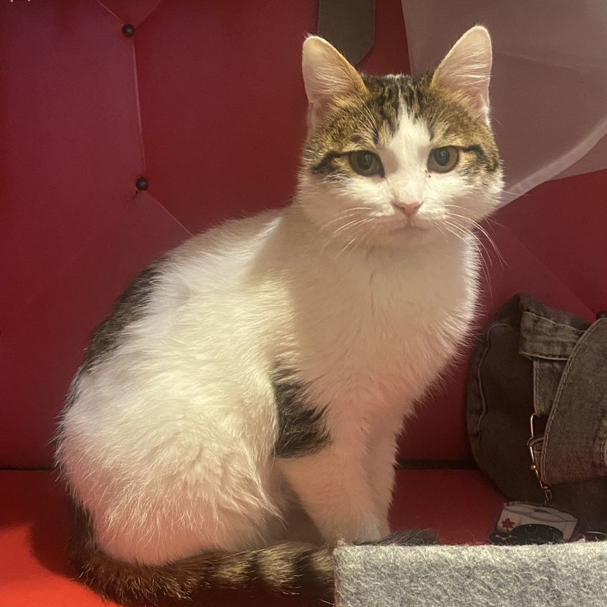 Котёнок в добрые руки