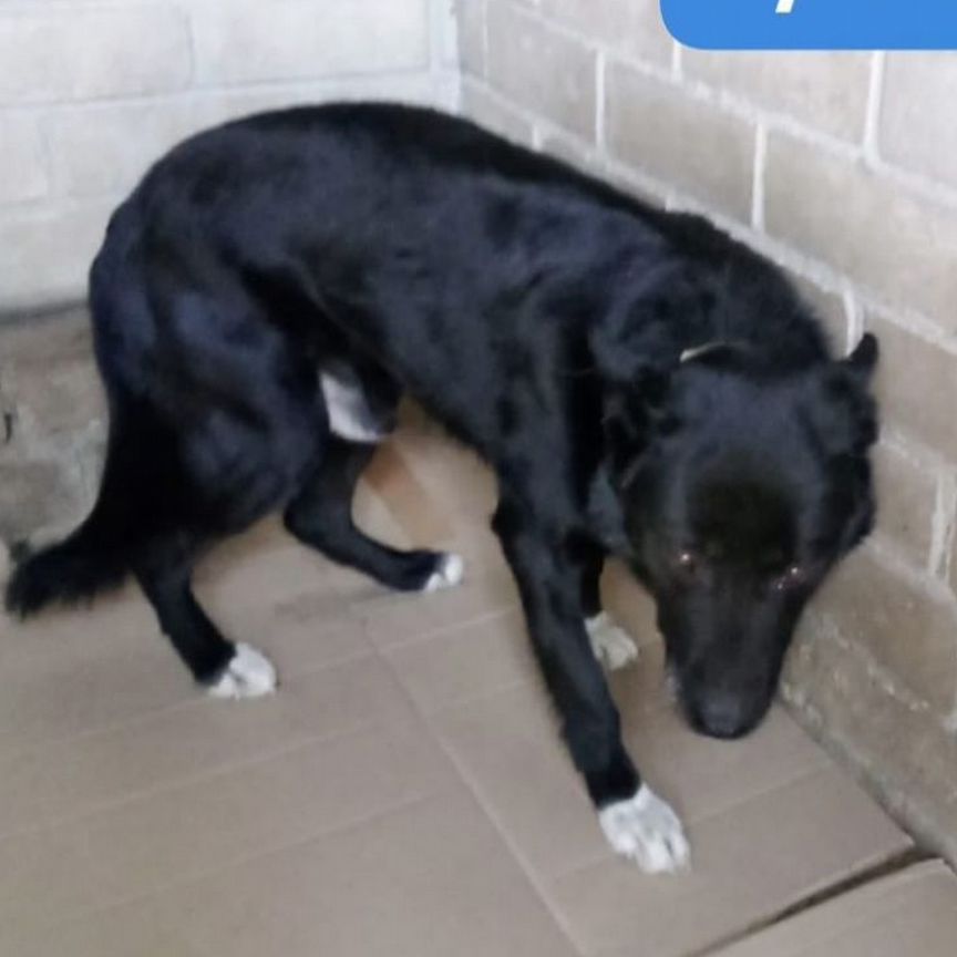 Взрослый пёс в добрые руки