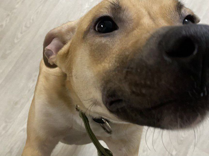 Стаффордширский терьер бесплатно