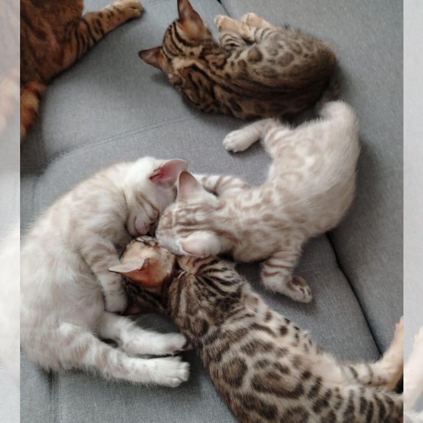Бенгальские котята