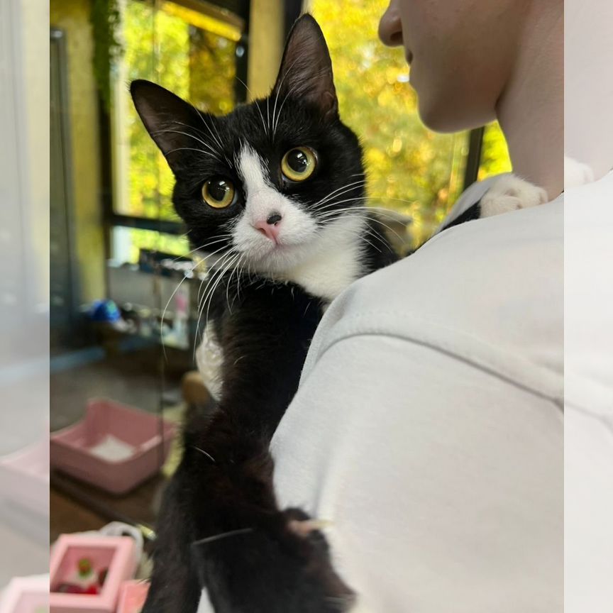 Котёнок в добрые руки