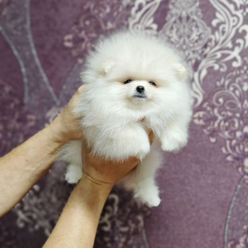 Шпиц мини девочка