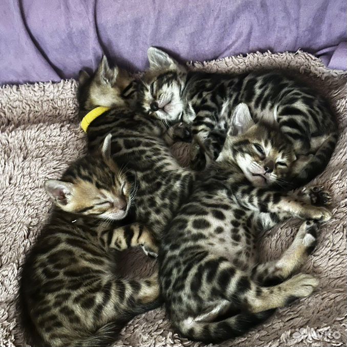 Последний котёнок девочка (с родословной)