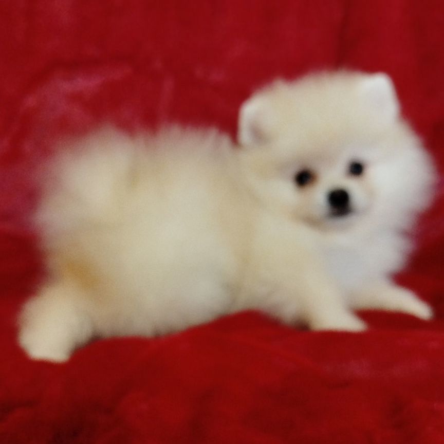 Немецкий шпиц, щенок