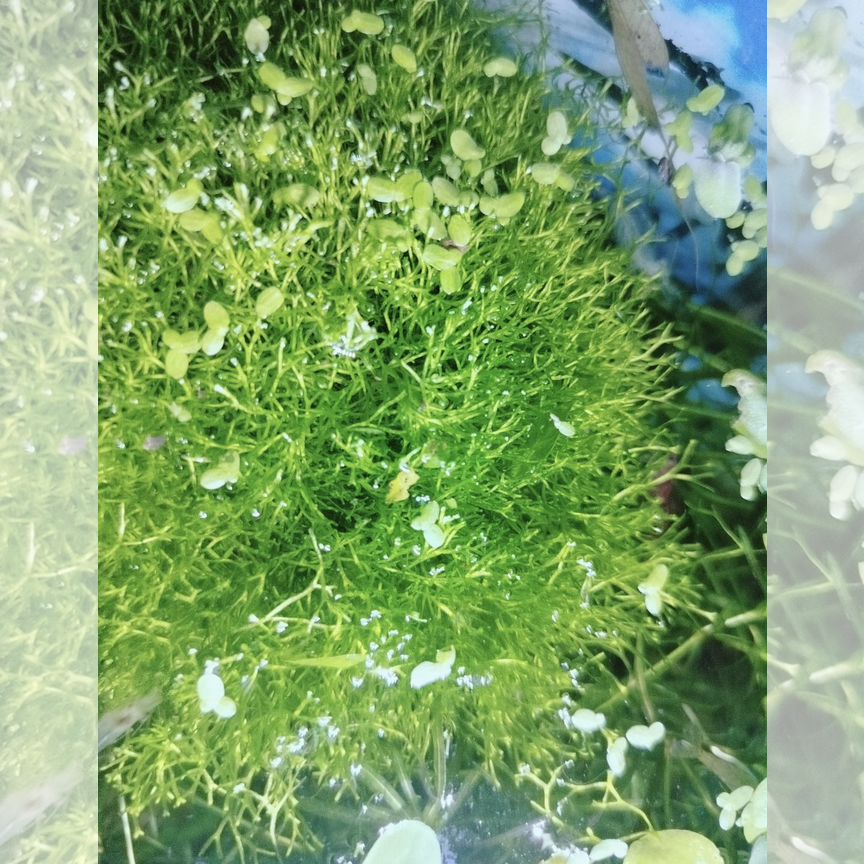 Продам аквариумные растения