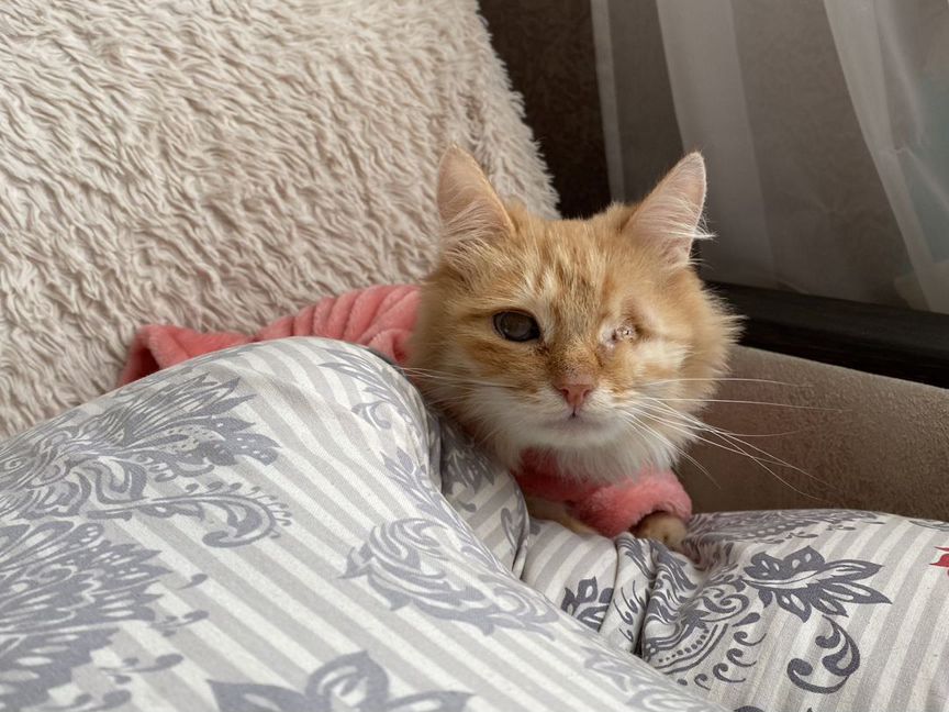 Слепая кошечка ищет дом