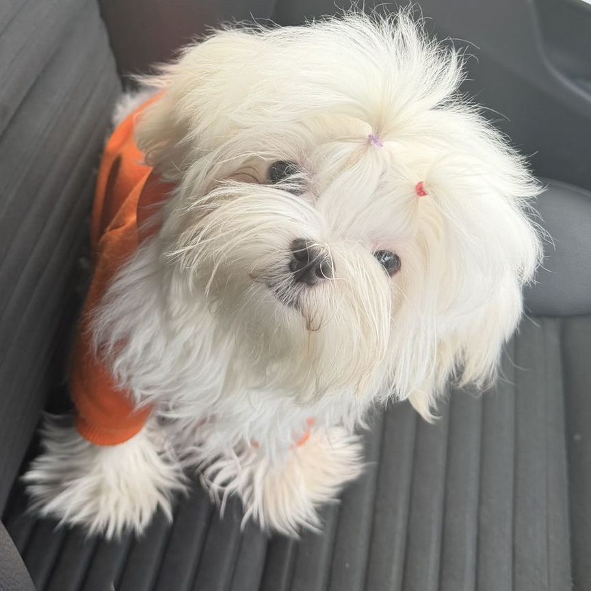 Мальтийская болонка, щенок