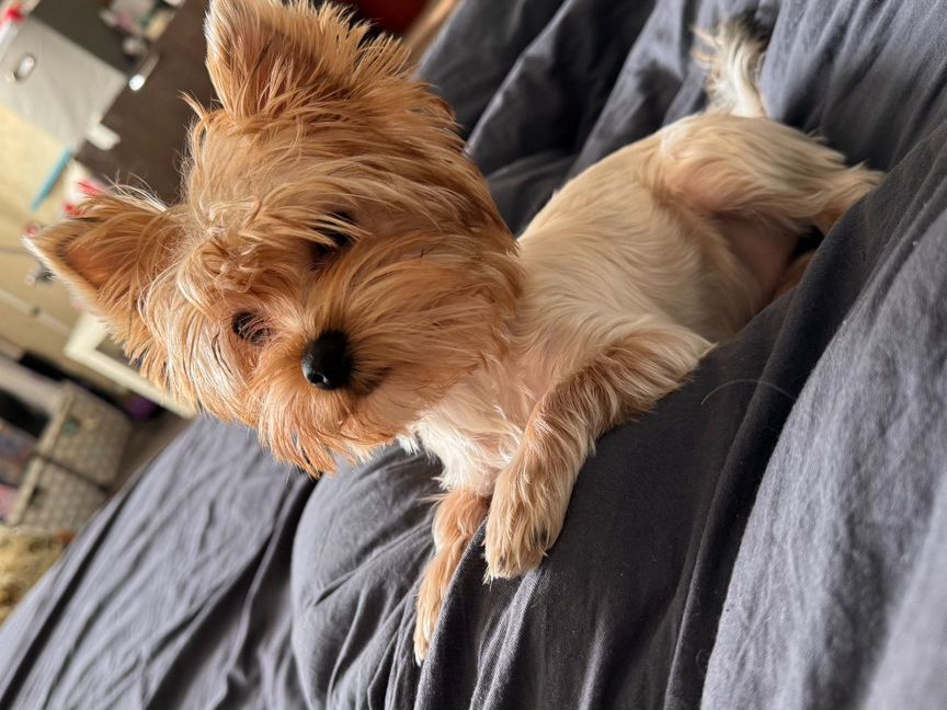 Цветной йоркширский терьер