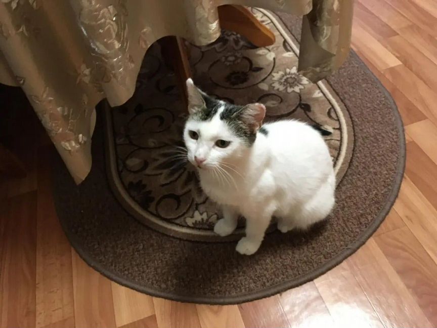 Ищем добрых людей