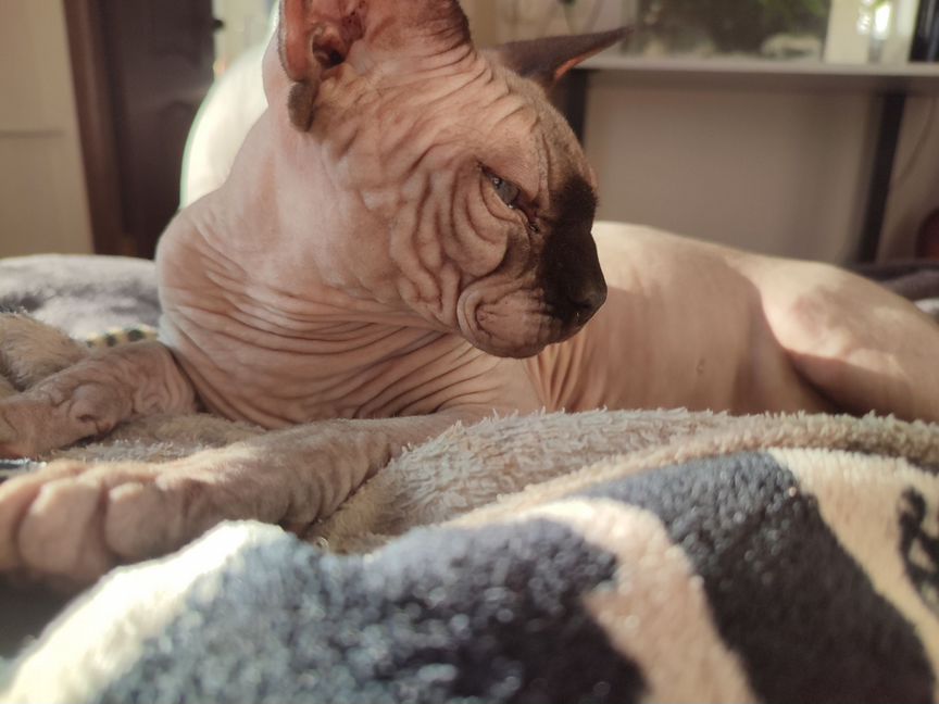 Канадский сфинкс