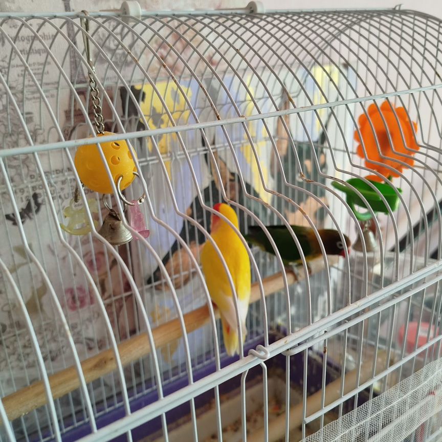 Попугай неразлучники с клеткой