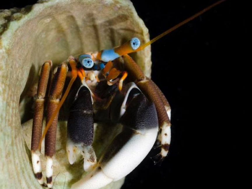 Рак отшельник белолапый