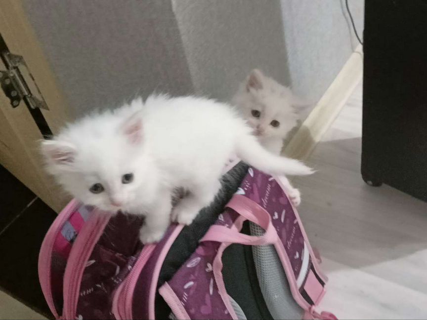 Котятки белые,игривые