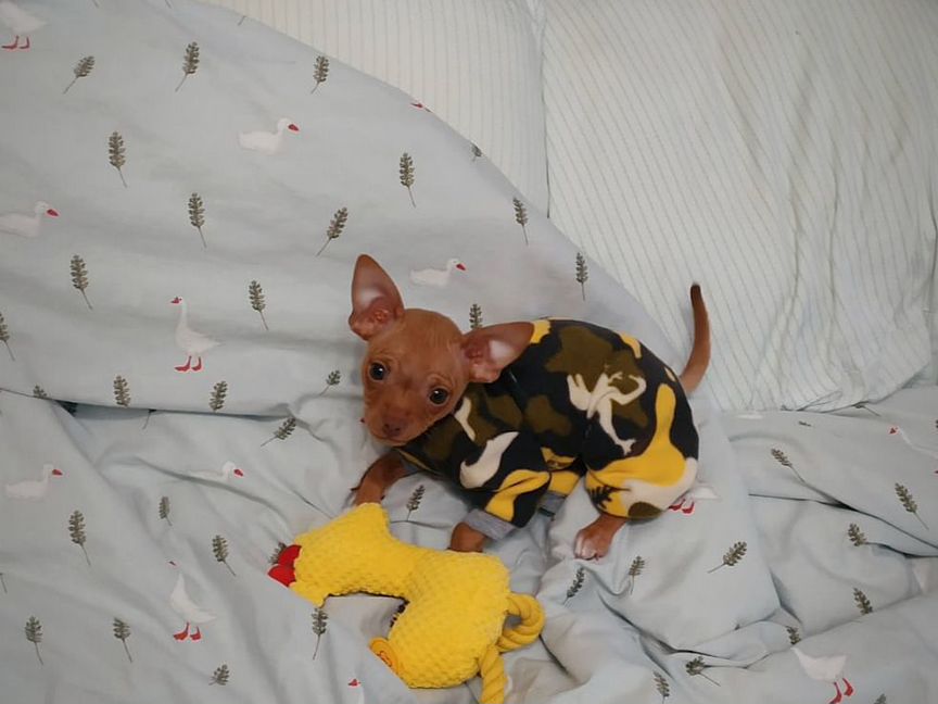 Щенок той-терьера, мальчик